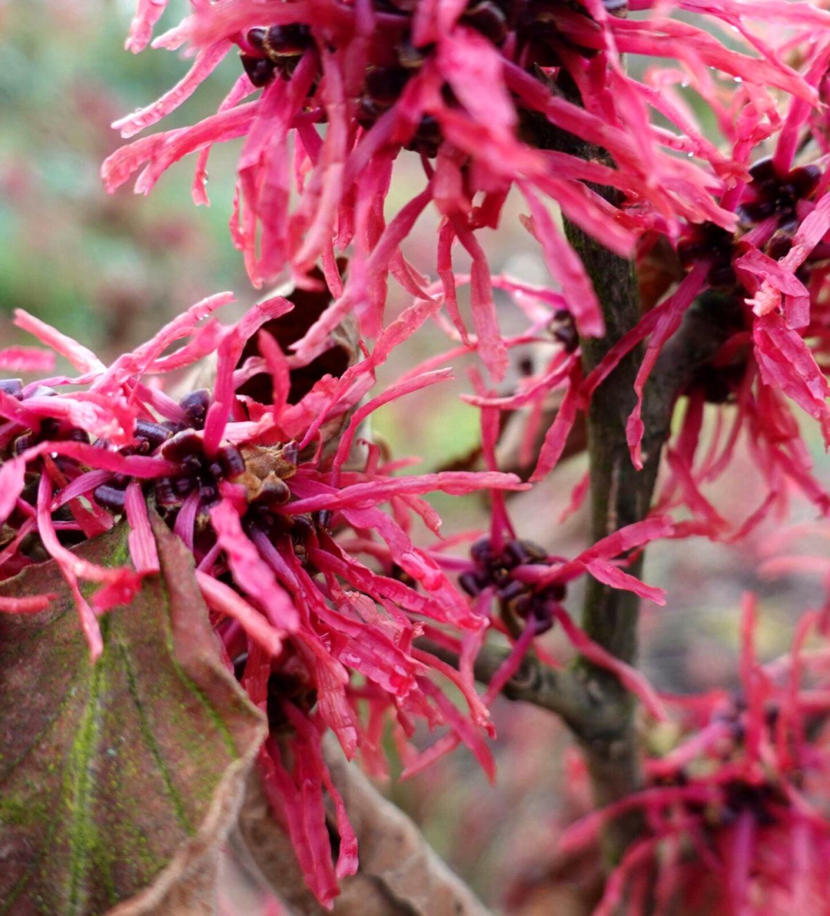 C’est la saison des Hamamelis ツ – Le blog WalloGreen