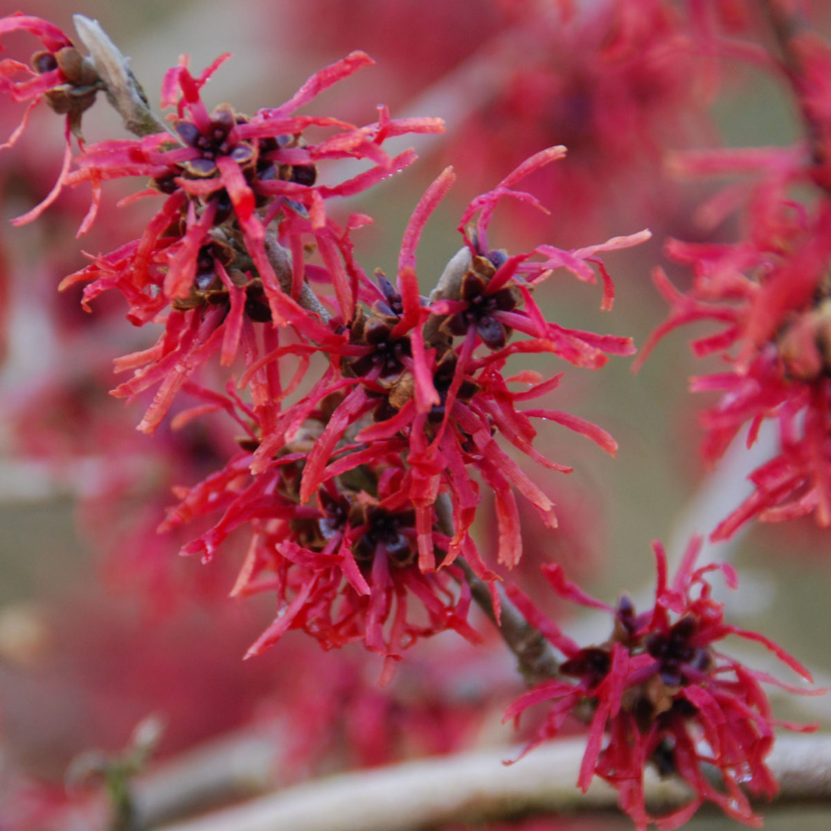 C’est la saison des Hamamelis ツ – Le blog WalloGreen